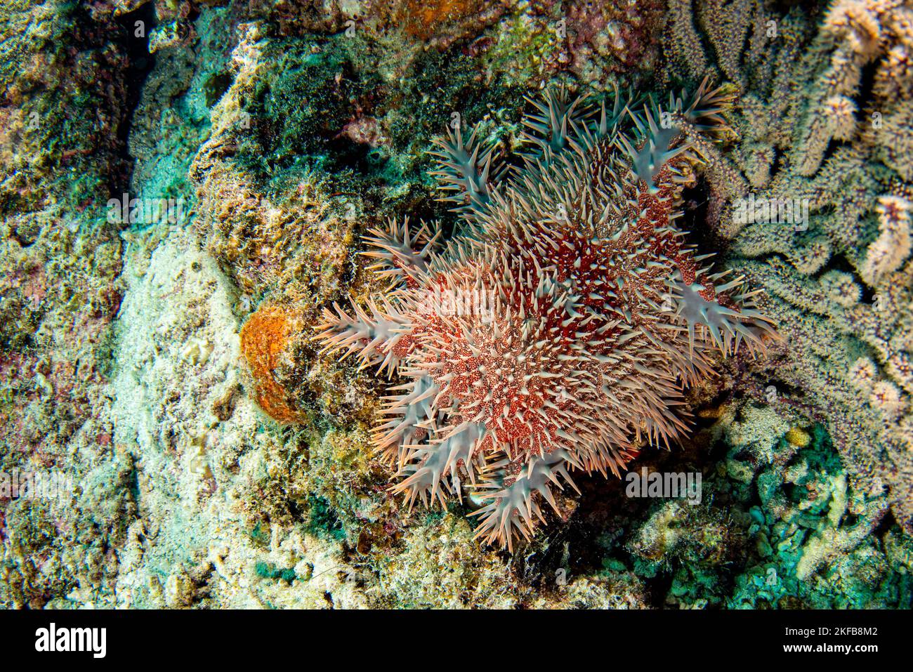 crown of thorns sea star eating a coraland bleaching it white Stock ...