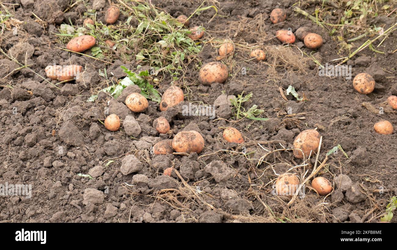 potatoes in the ground. freshly dug potato tubers on the field Stock ...