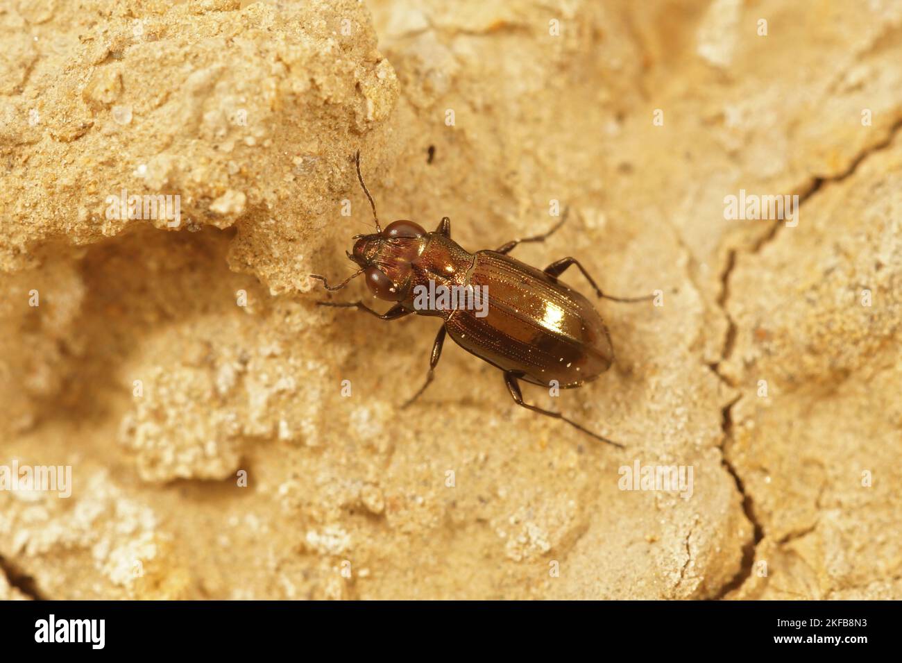Natural closeup on a smal metallic micro ground beetle, Notiophilus ...