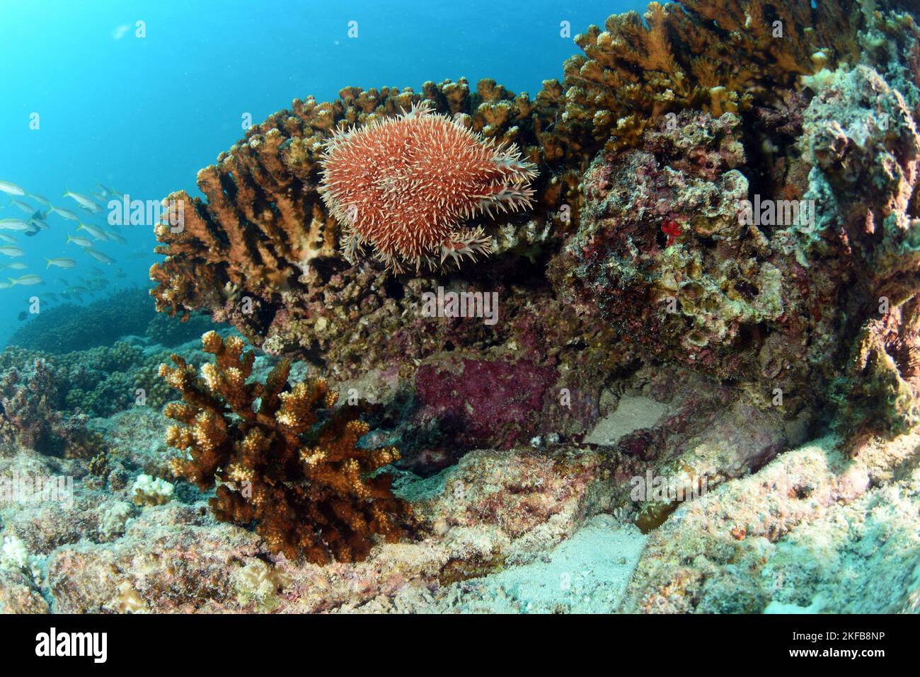 crown of thorns sea star eating a coraland bleaching it white Stock ...