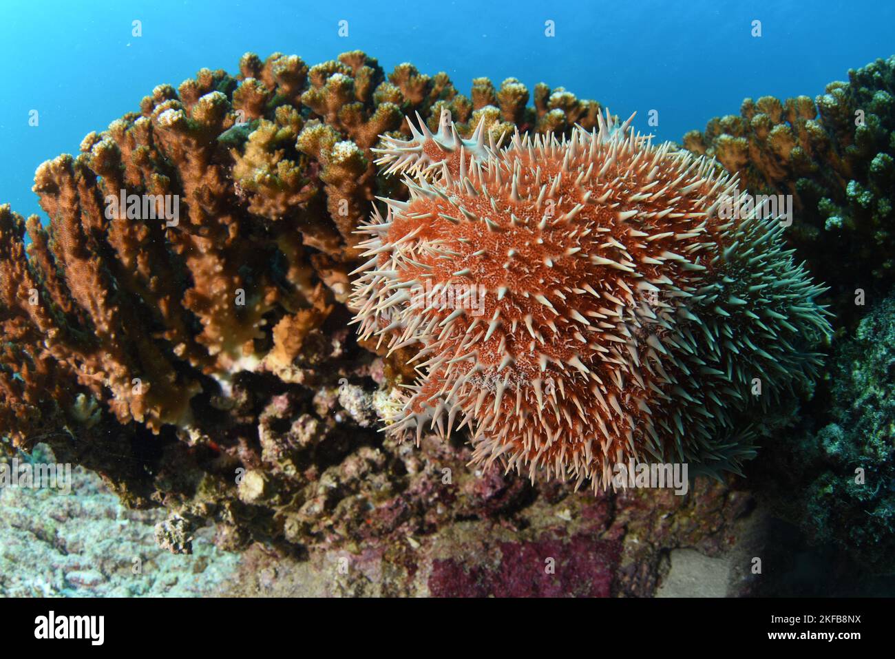 crown of thorns sea star eating a coraland bleaching it white Stock ...