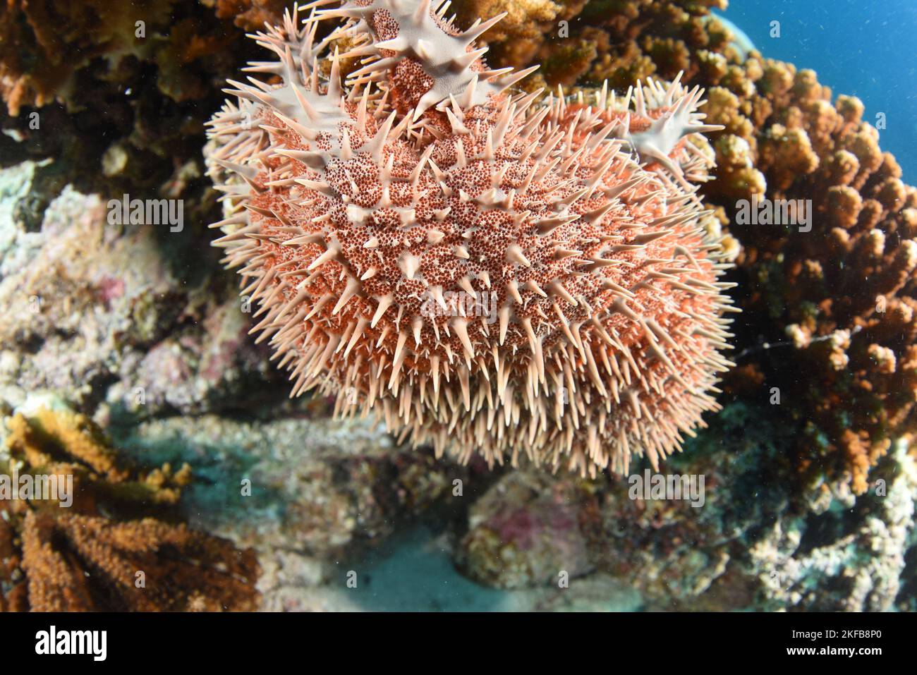 crown of thorns sea star eating a coraland bleaching it white Stock ...