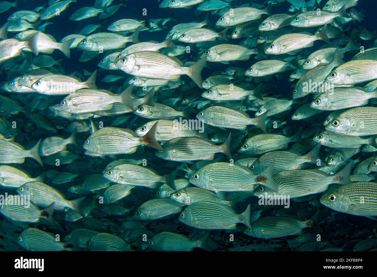 Inside sardines bait ball fish in cortez sea diving cabo pulmo Stock ...