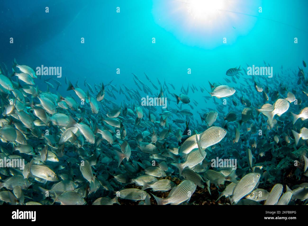 Tornado of sardines hi-res stock photography and images - Alamy