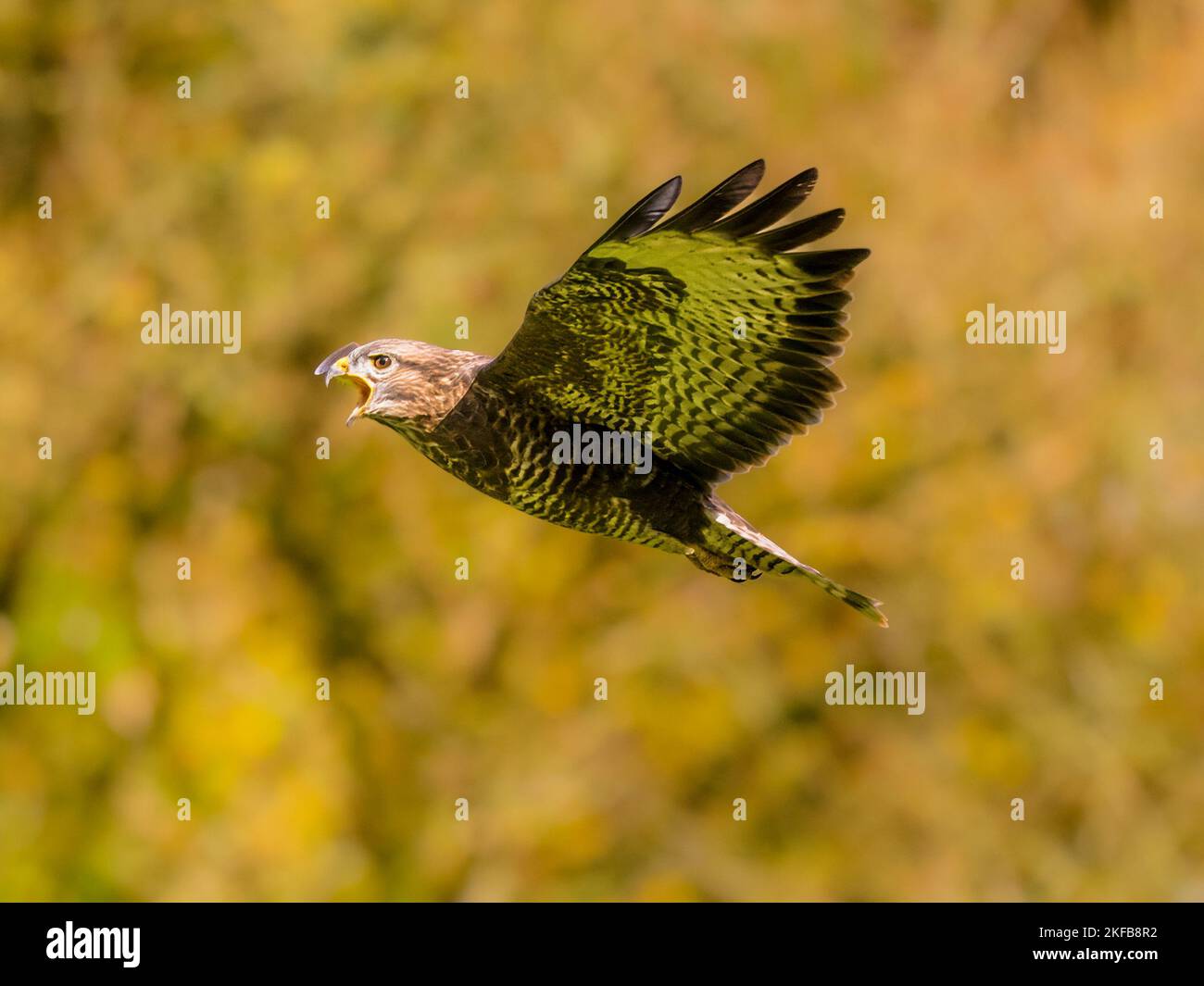 Common buzzard in autumn in mid Wales Stock Photo - Alamy