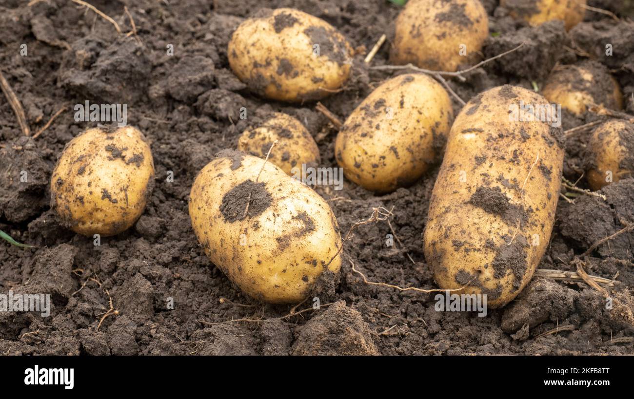 potatoes in the ground. freshly dug potato tubers on the field Stock ...