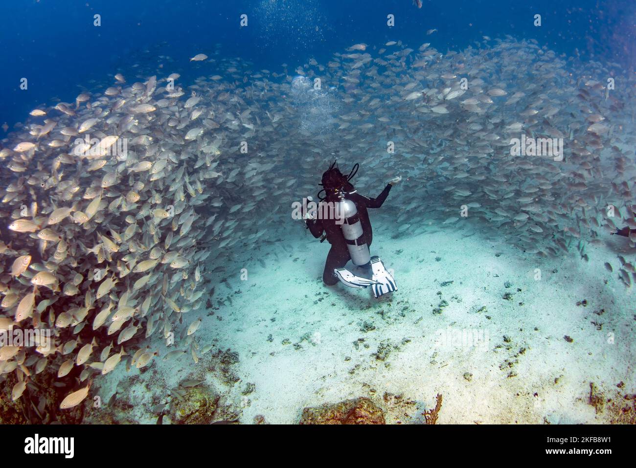 Cabo pulmo coral reef fish hi-res stock photography and images - Alamy
