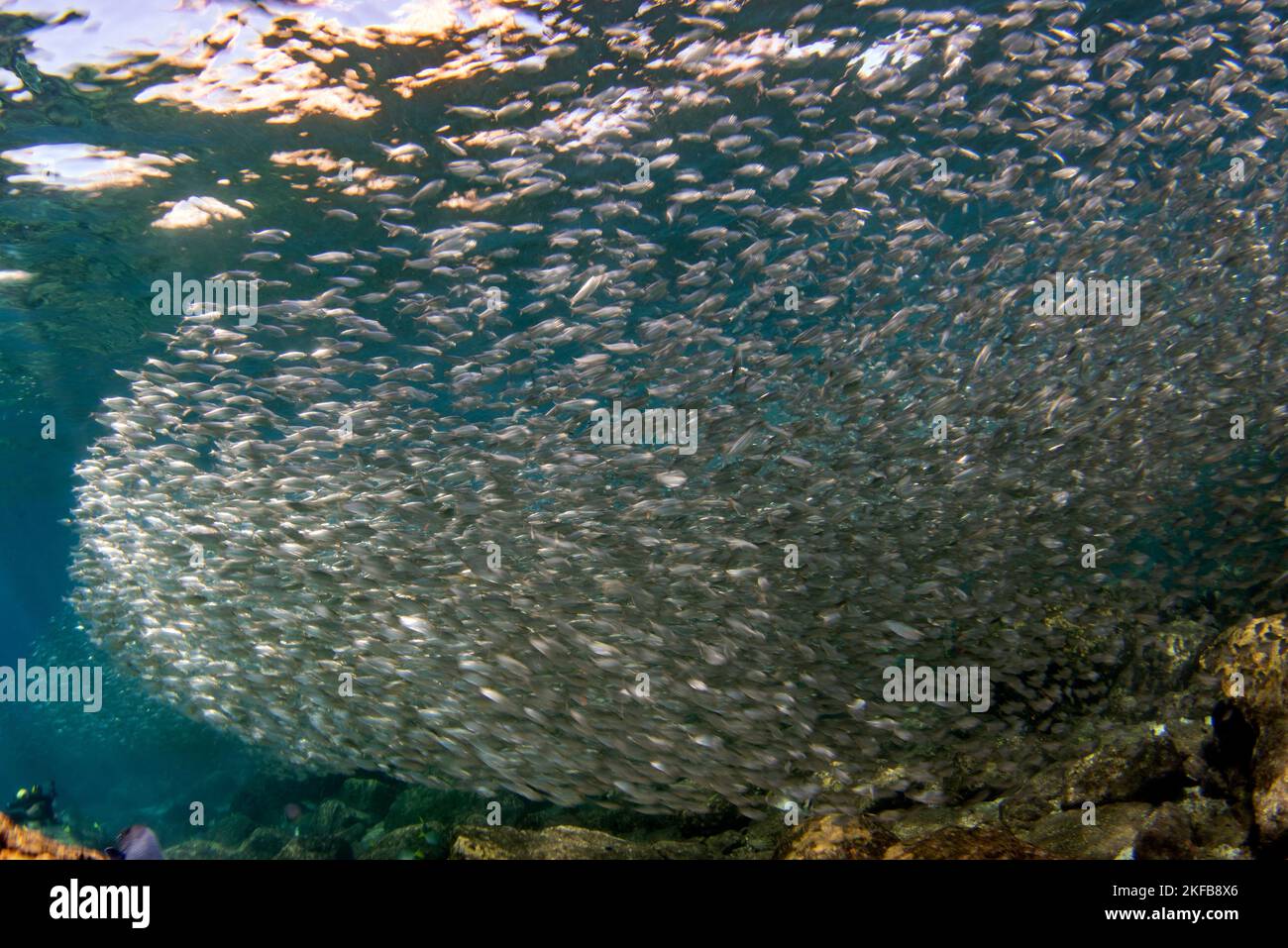 Tornado of sardines hi-res stock photography and images - Alamy