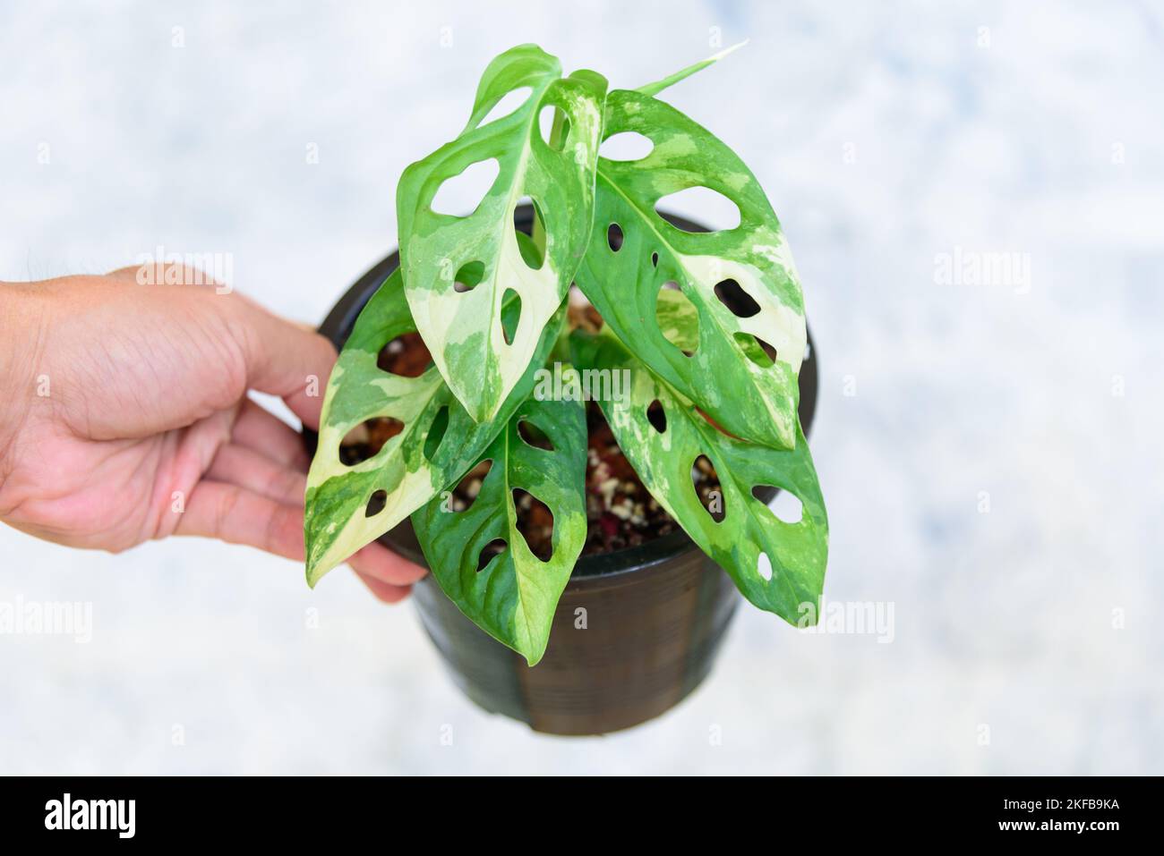 Monstera adansonii albo variegated giant Stock Photo - Alamy