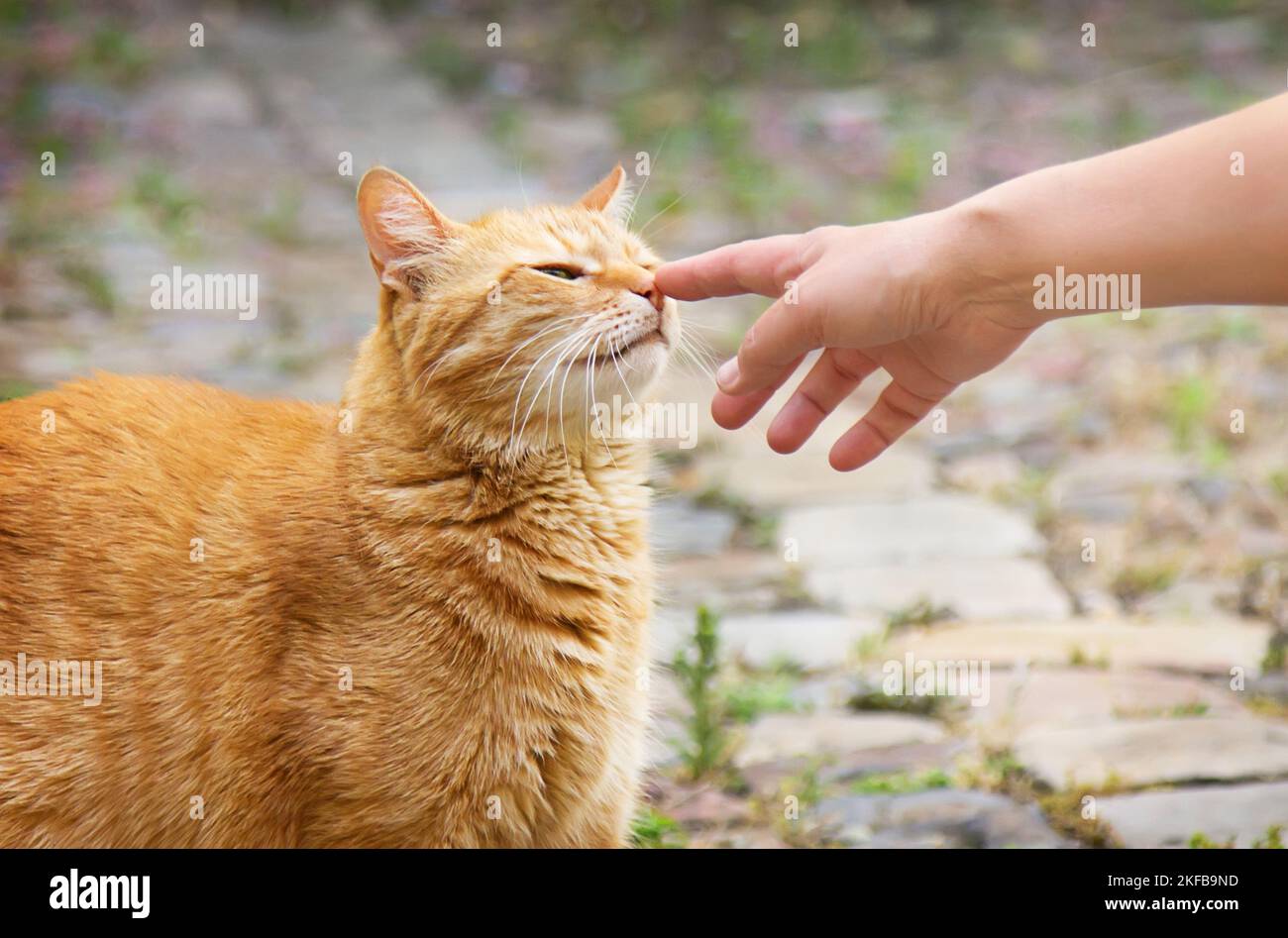 Help helping animals hi-res stock photography and images - Alamy