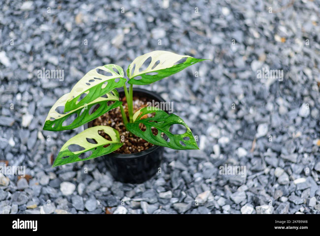 Monstera adansonii albo variegated giant Stock Photo - Alamy