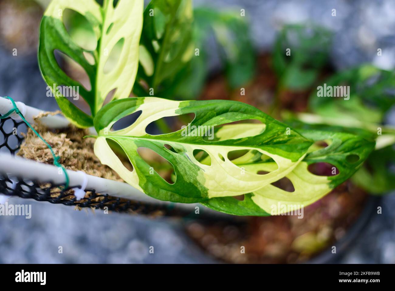 Monstera adansonii albo variegated giant Stock Photo - Alamy