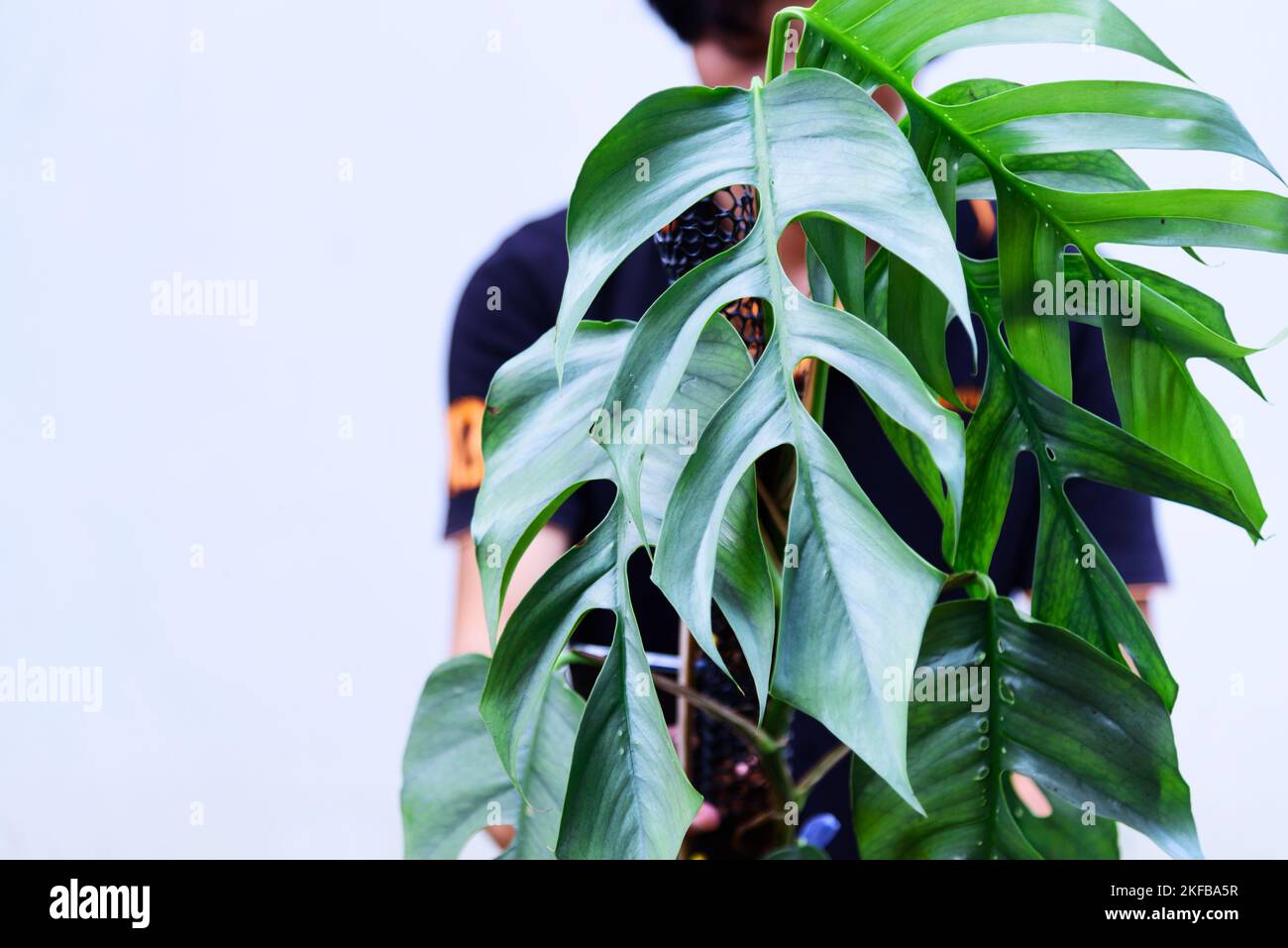 Big full form Fresh leaf of Epipremnum Pinnatum Cebu Blue Stock Photo ...