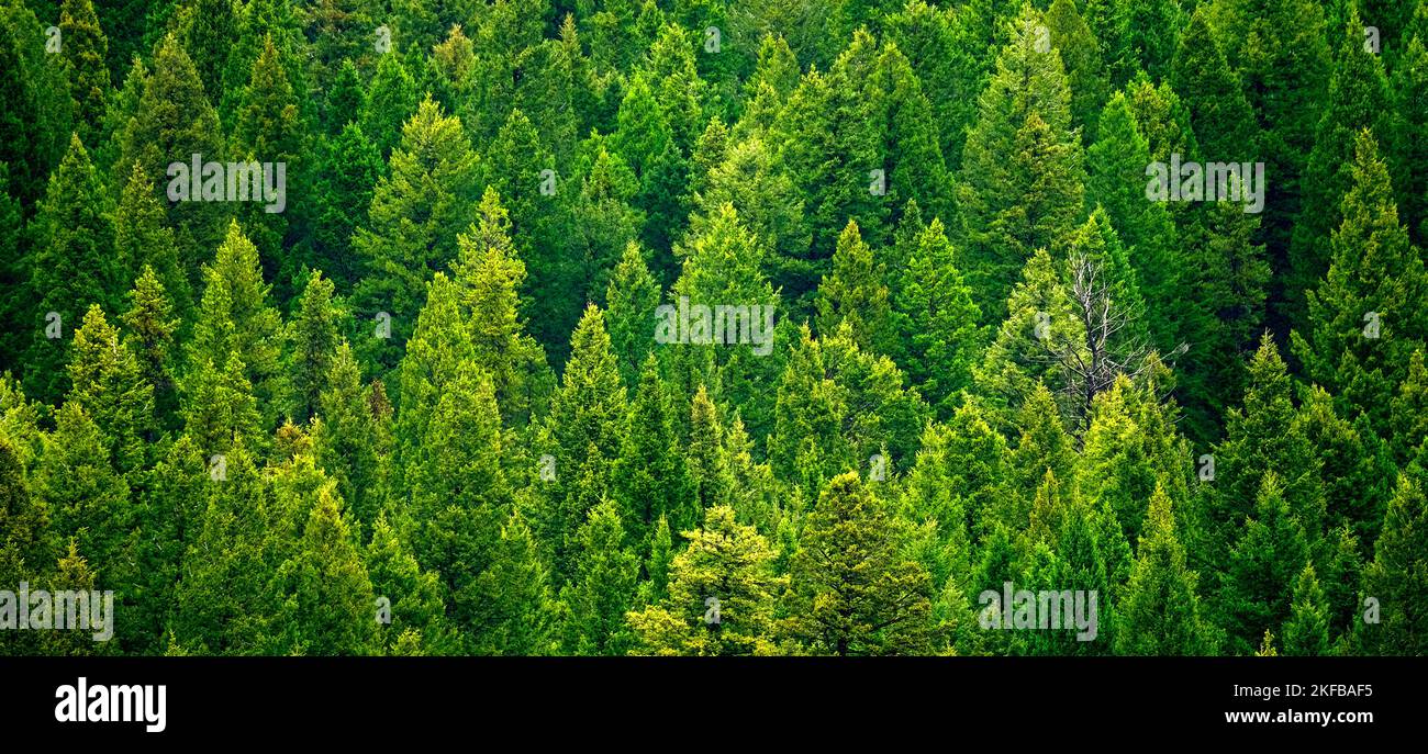 Forest of pine trees in wilderness mountains rugged green growth flush ...