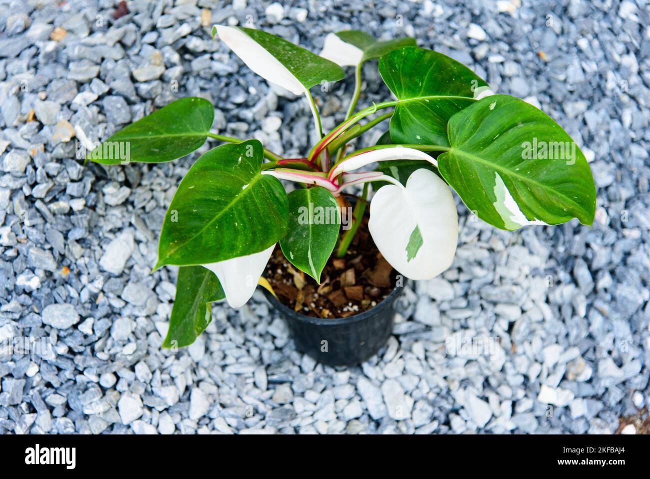 Philodendron white hi-res stock photography and images - Alamy