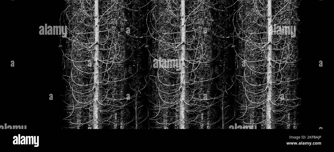 Green grass in pine Black and White Stock Photos & Images - Alamy