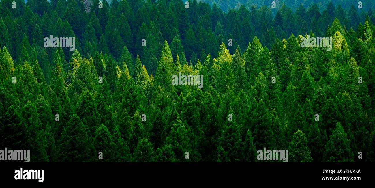 Lush green wild foliage overcast hi-res stock photography and images ...