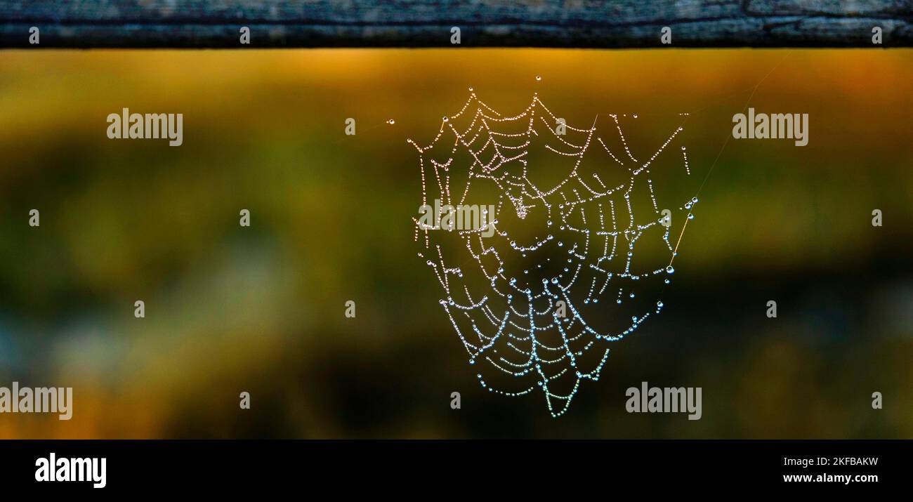 Spider web with drops of dew hanging from wood railing against a dark ...