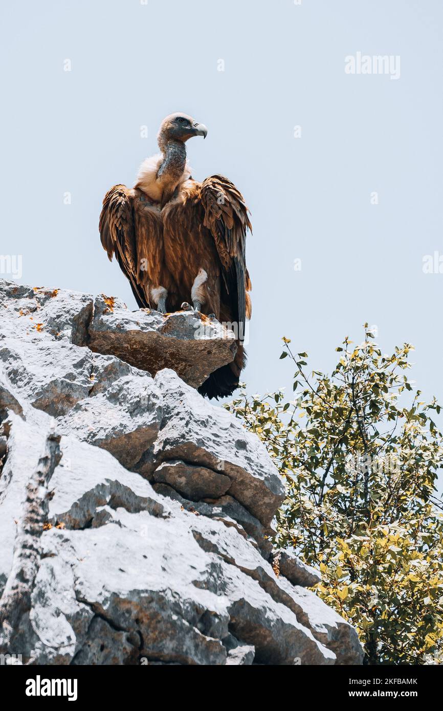 A vertical shot of Vulture looking to the right while perched on rock ...