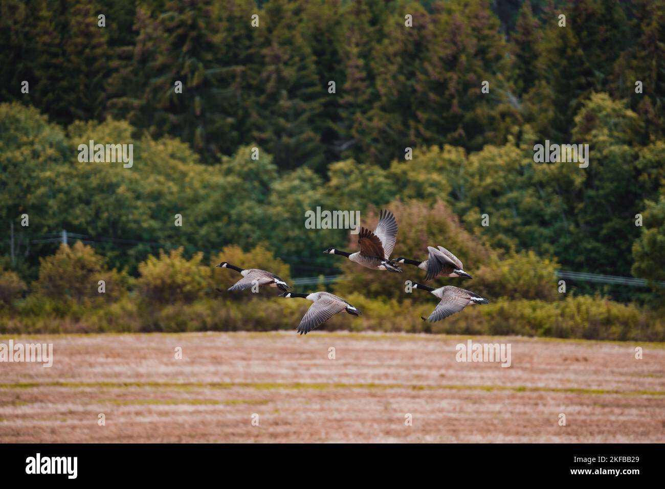 Geese flying above field hi-res stock photography and images - Alamy