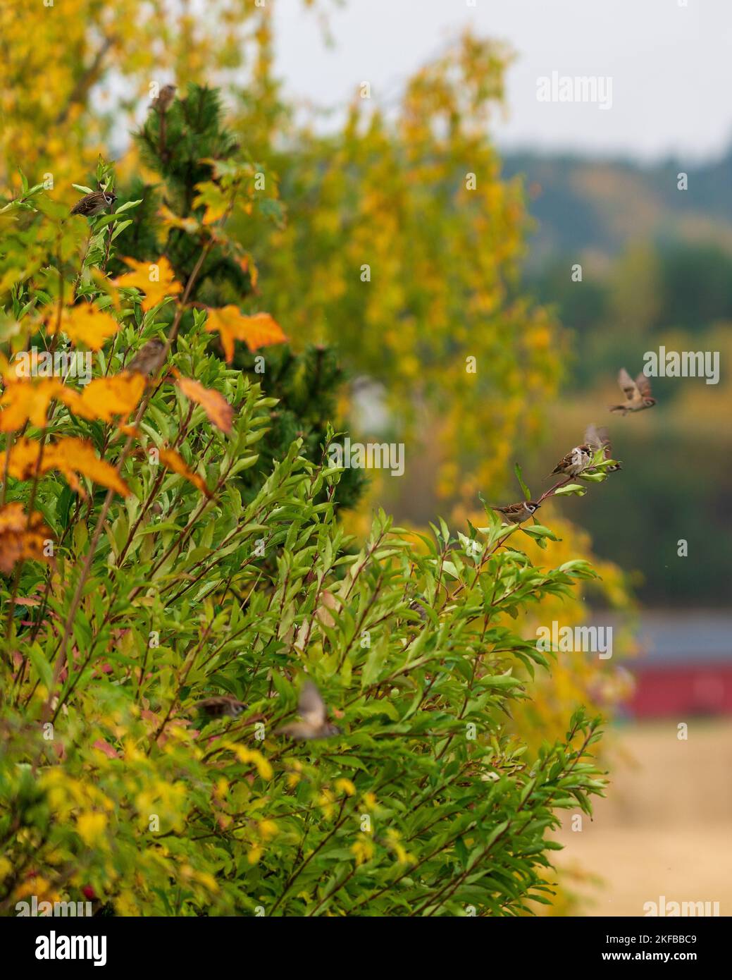 A vertical shot of autumn colored leaves and green bushes Stock Photo ...