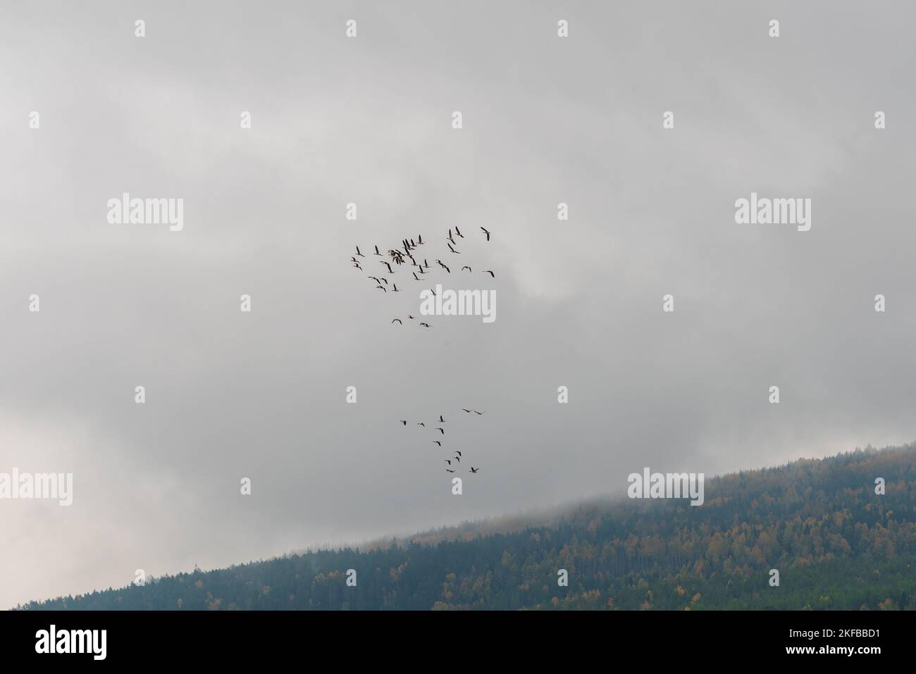 A pray of birds flying in the sky with a background of a forested hill ...