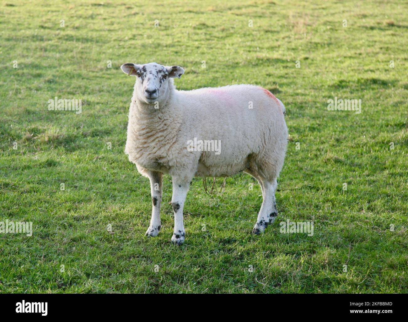 A handsome looking sheep in the meadow Stock Photo - Alamy