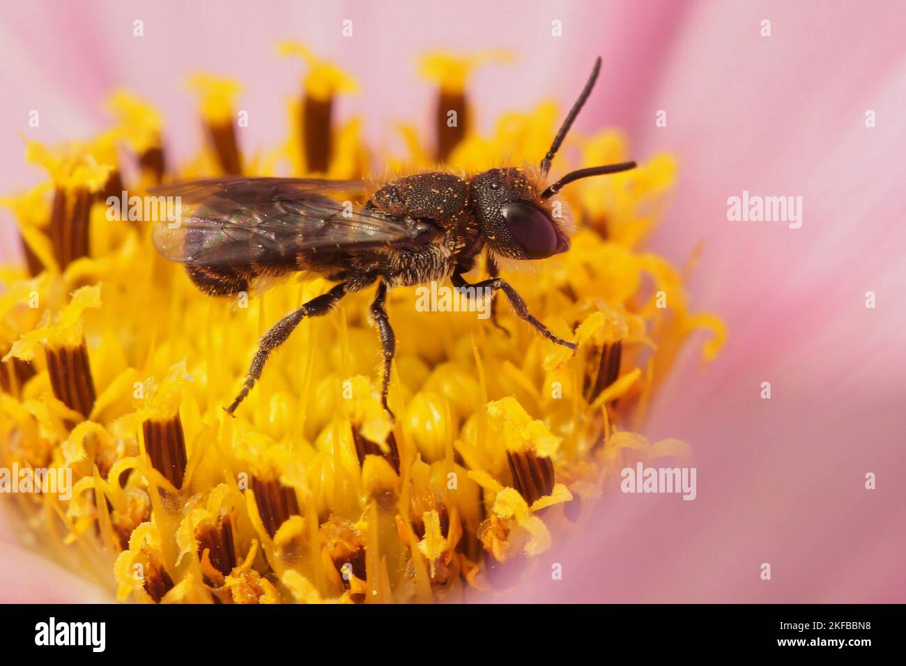 Natural closeup on a small female Large-headed Armoured-Resin Bee ...