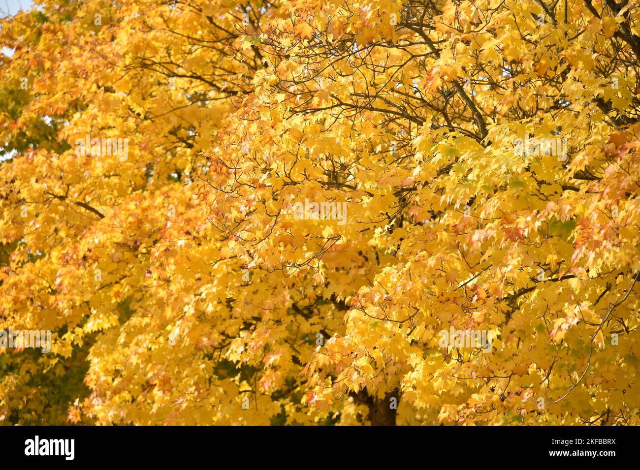 Yellow leaves on Autumn Trees Stock Photo - Alamy