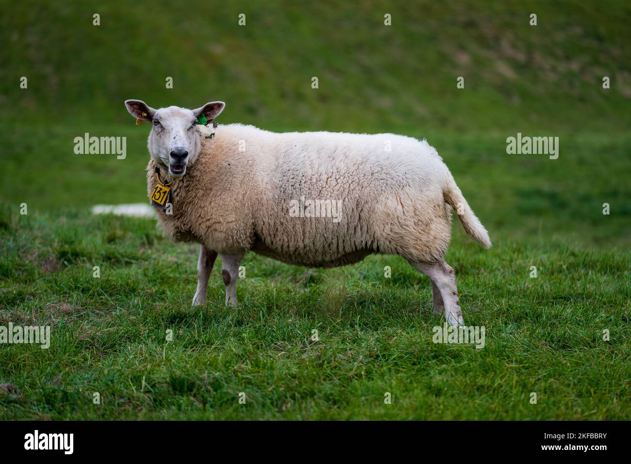 Number on the neck hi-res stock photography and images - Alamy