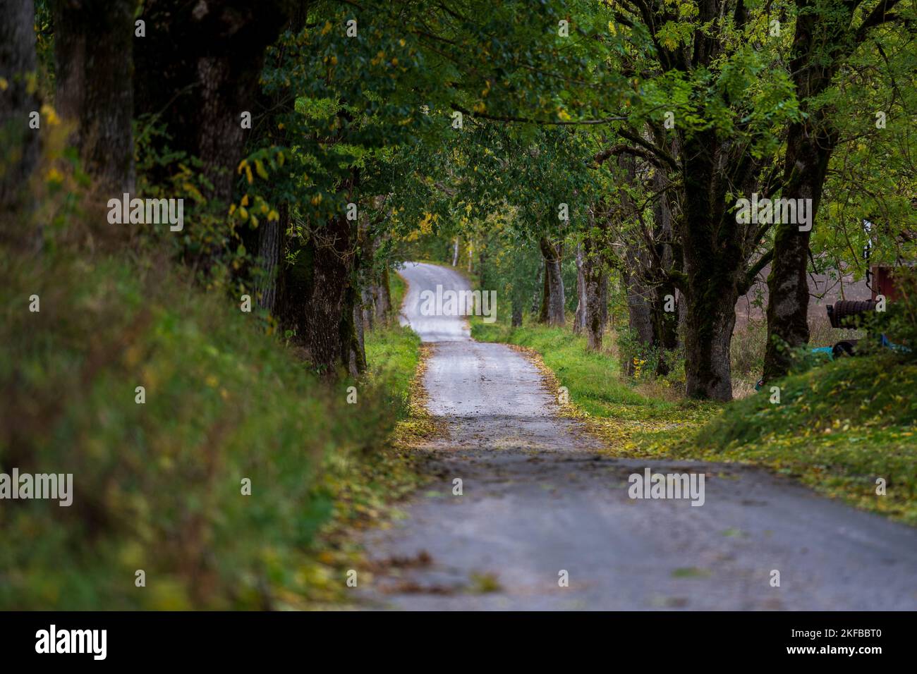 A walking path between trees in a forest Stock Photo - Alamy