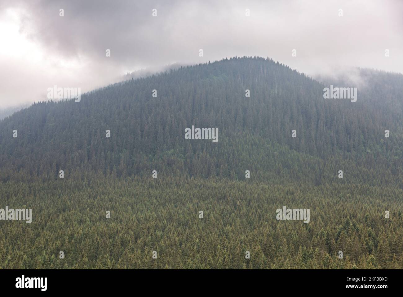 Dark green pine trees hi-res stock photography and images - Alamy