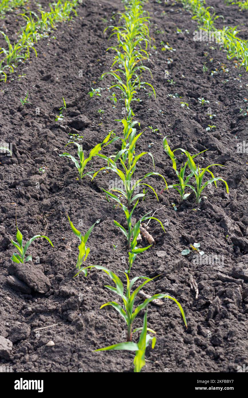 Seedling of corn in an agricultural garden, natural products Stock ...
