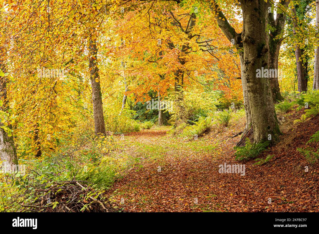 Scottish autumn scenery hi-res stock photography and images - Alamy