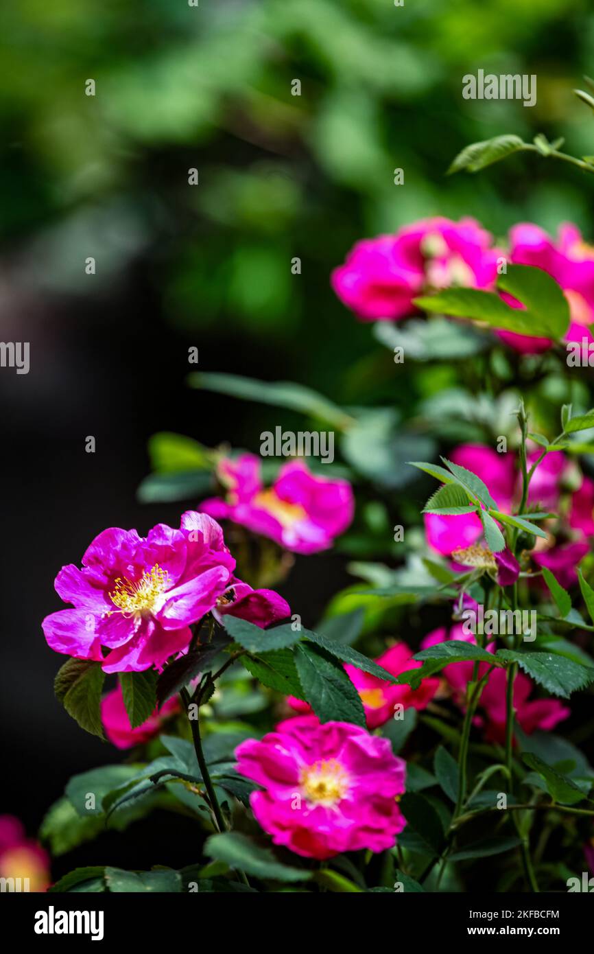 Beach rose (Rosa rugosa) flowers in the garden Stock Photo - Alamy