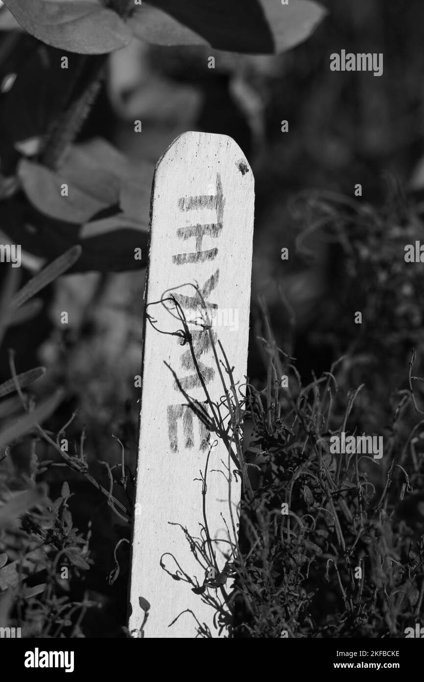 Plastic garden stake with typical handwritten crop designation area in ...