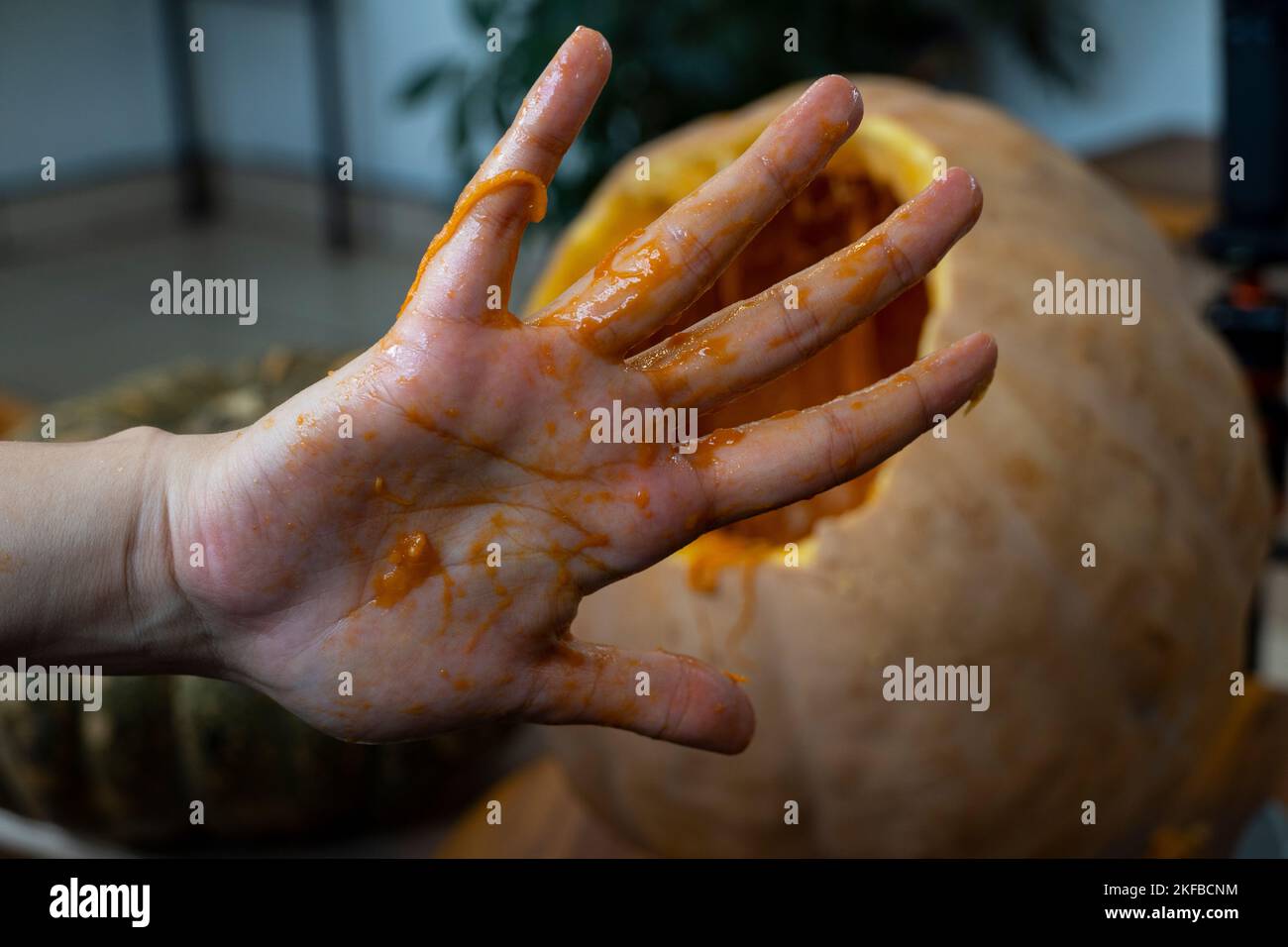 female carving large orange pumpkin for Halloween while sitting at ...