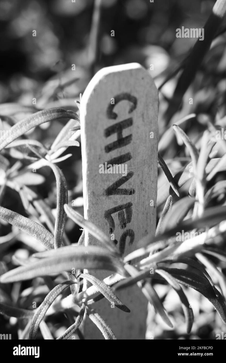 Plastic garden stake with typical handwritten crop designation area in ...