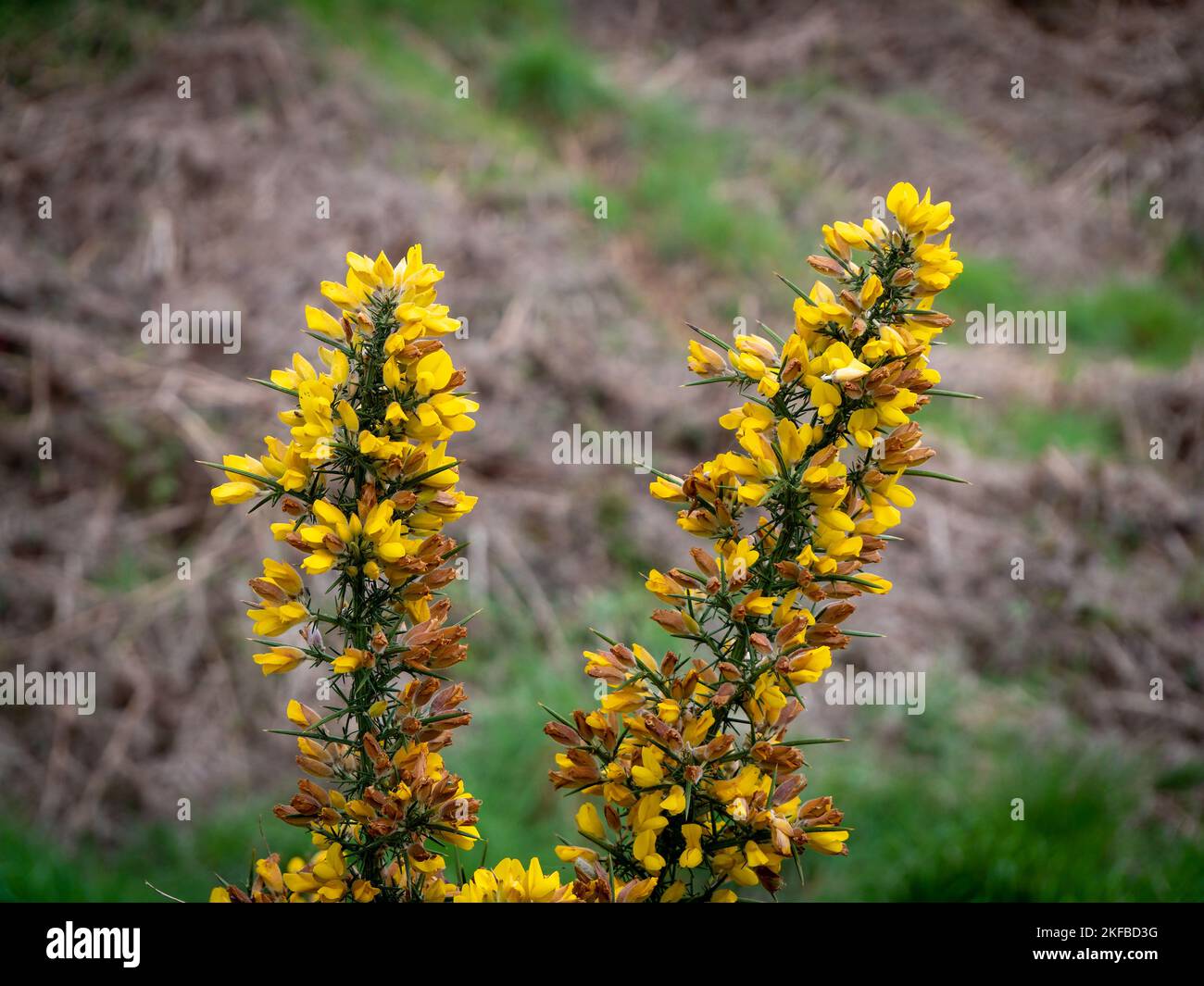 A bush with inflorescences of beautiful yellow flowers, a plant. Ulex ...
