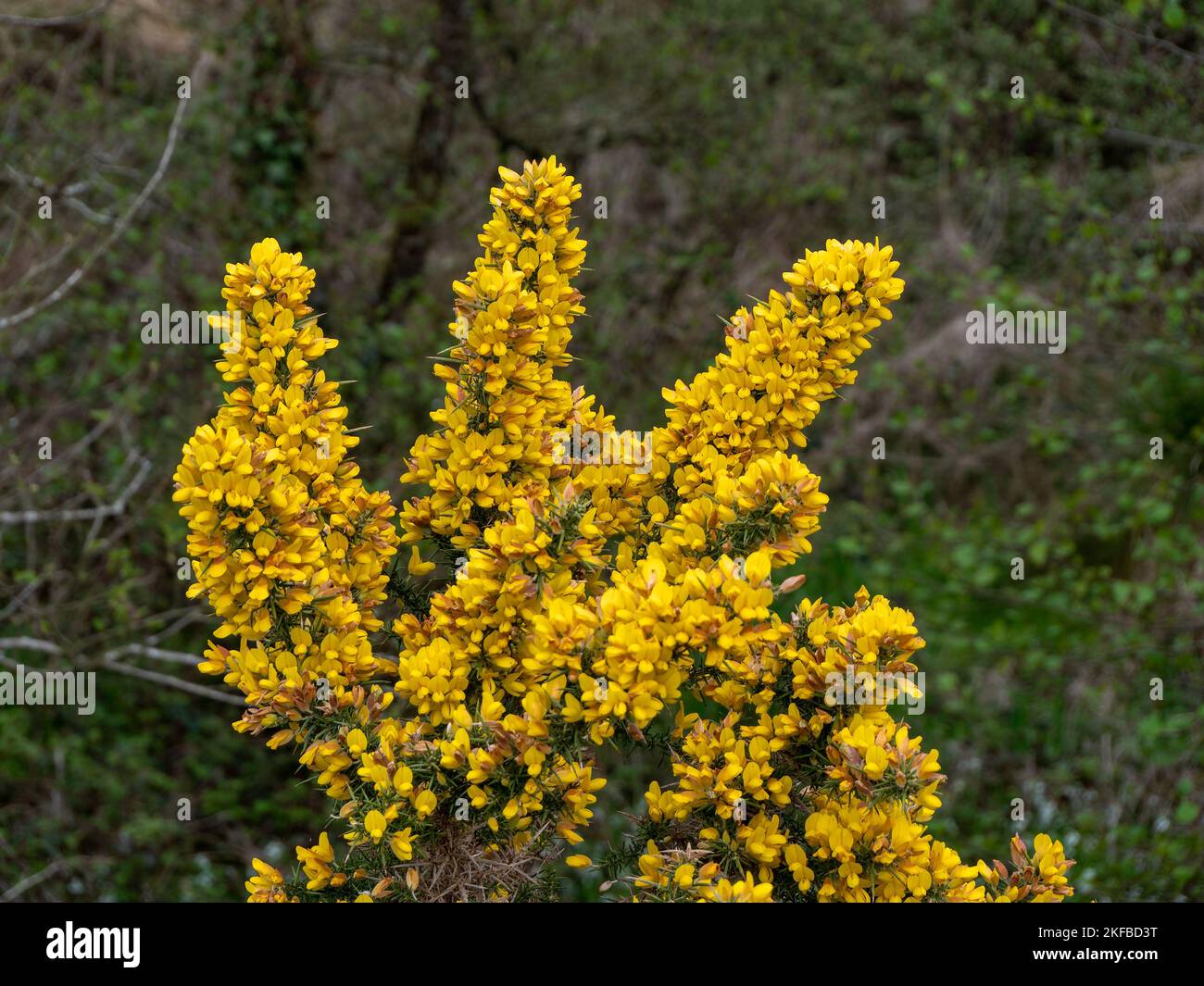 A bush, inflorescences of yellow flowers, a plant. Ulex known as gorse ...