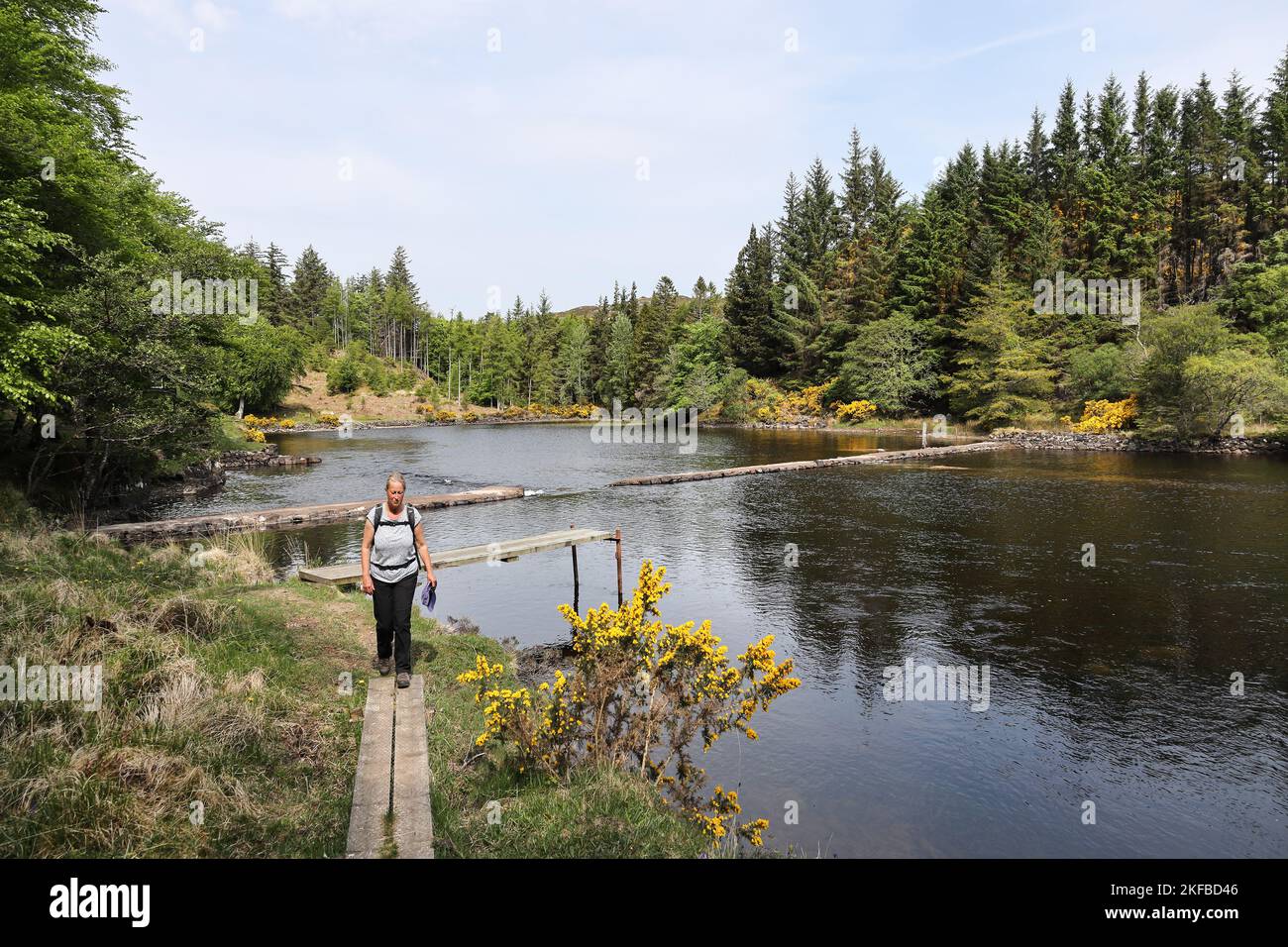 Middle-Aged Walker and the River Inver, Lochinver, Scotland, UK Stock ...
