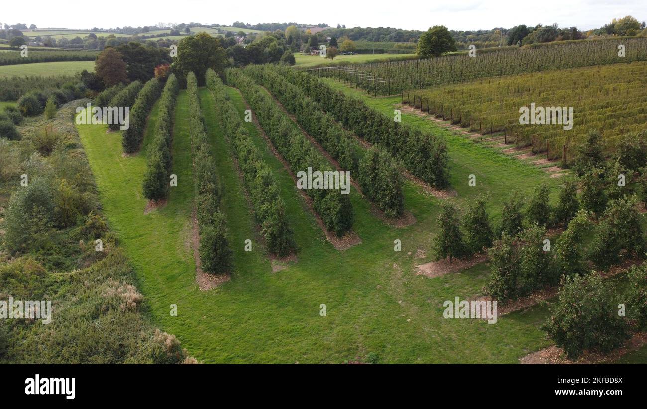 Aerial view of apple orchard Stock Photo - Alamy