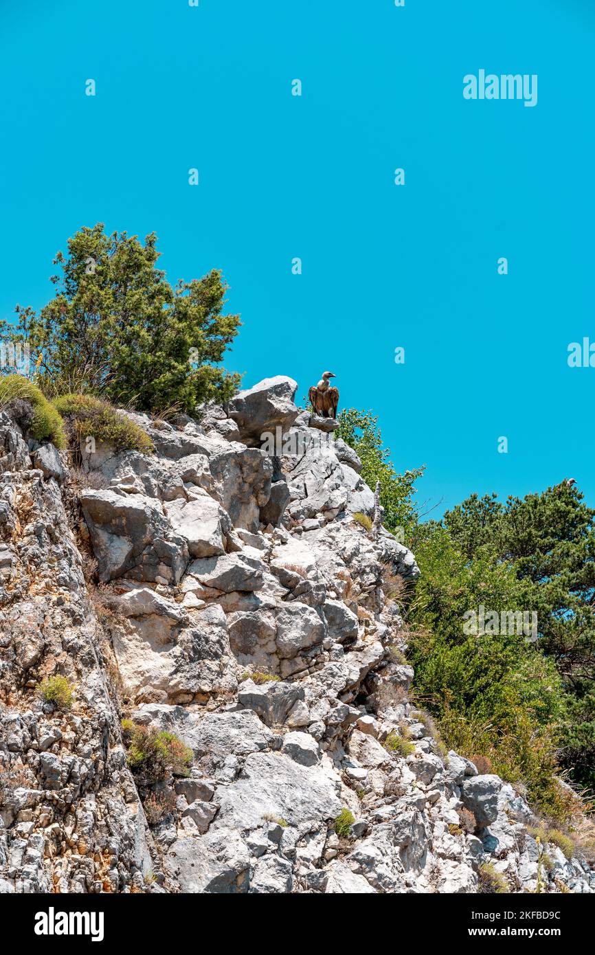 A vertical shot of a beautiful forest on a sunny day Stock Photo - Alamy