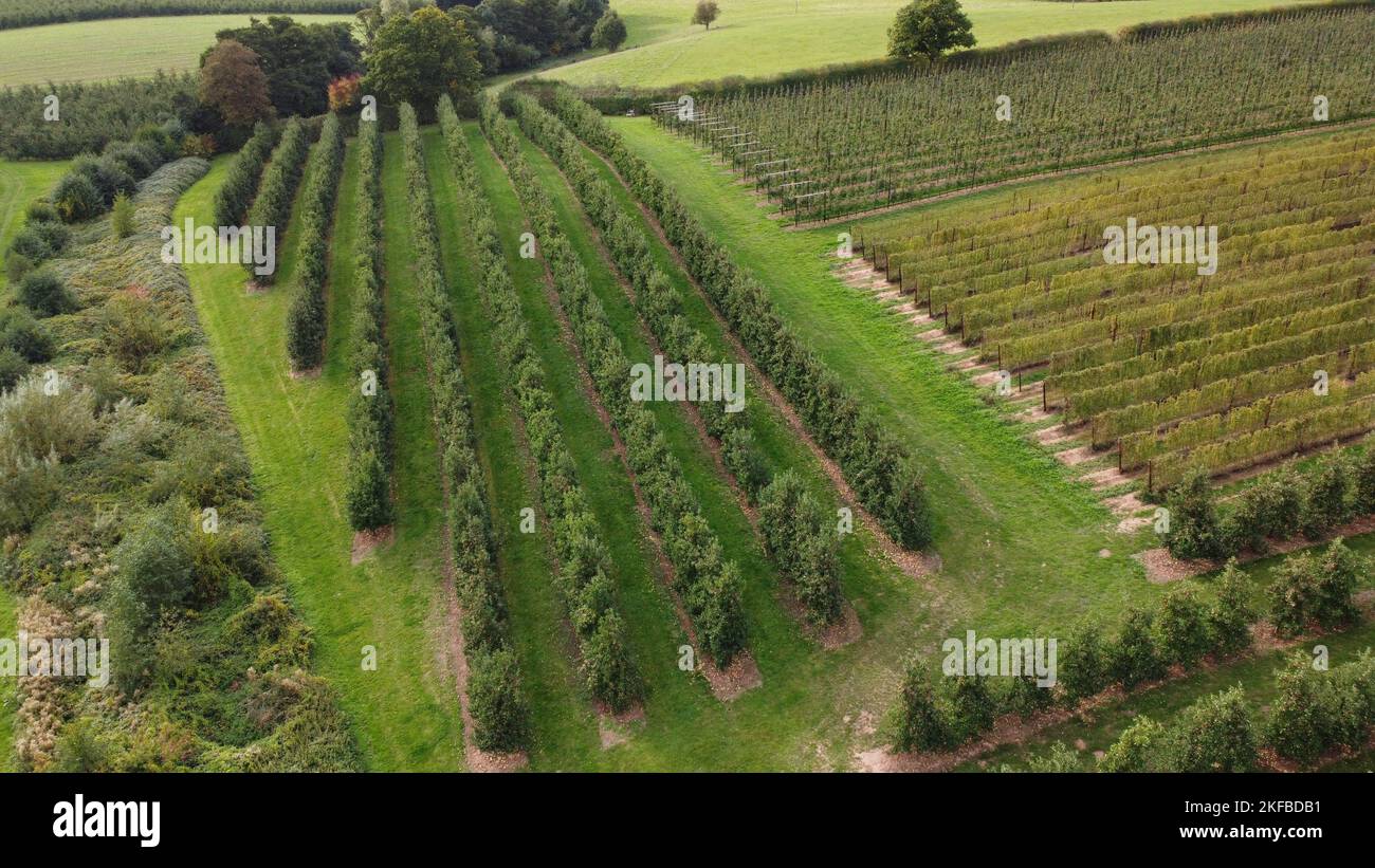 Aerial view of apple orchard Stock Photo - Alamy