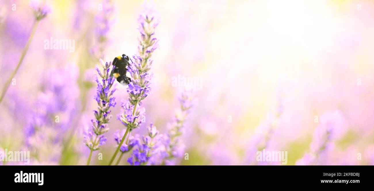 Lavender flowers plant and bloom on blurred nature background.Floral ...