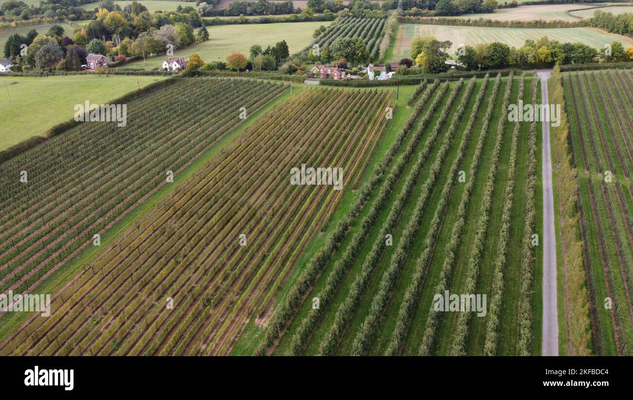 Aerial view of apple orchard Stock Photo - Alamy