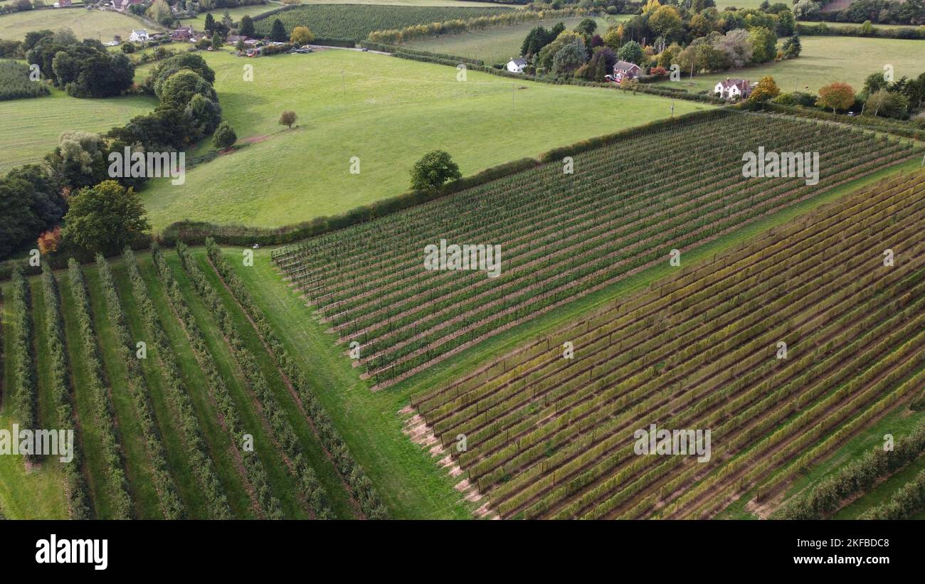 Aerial view of apple orchard Stock Photo - Alamy
