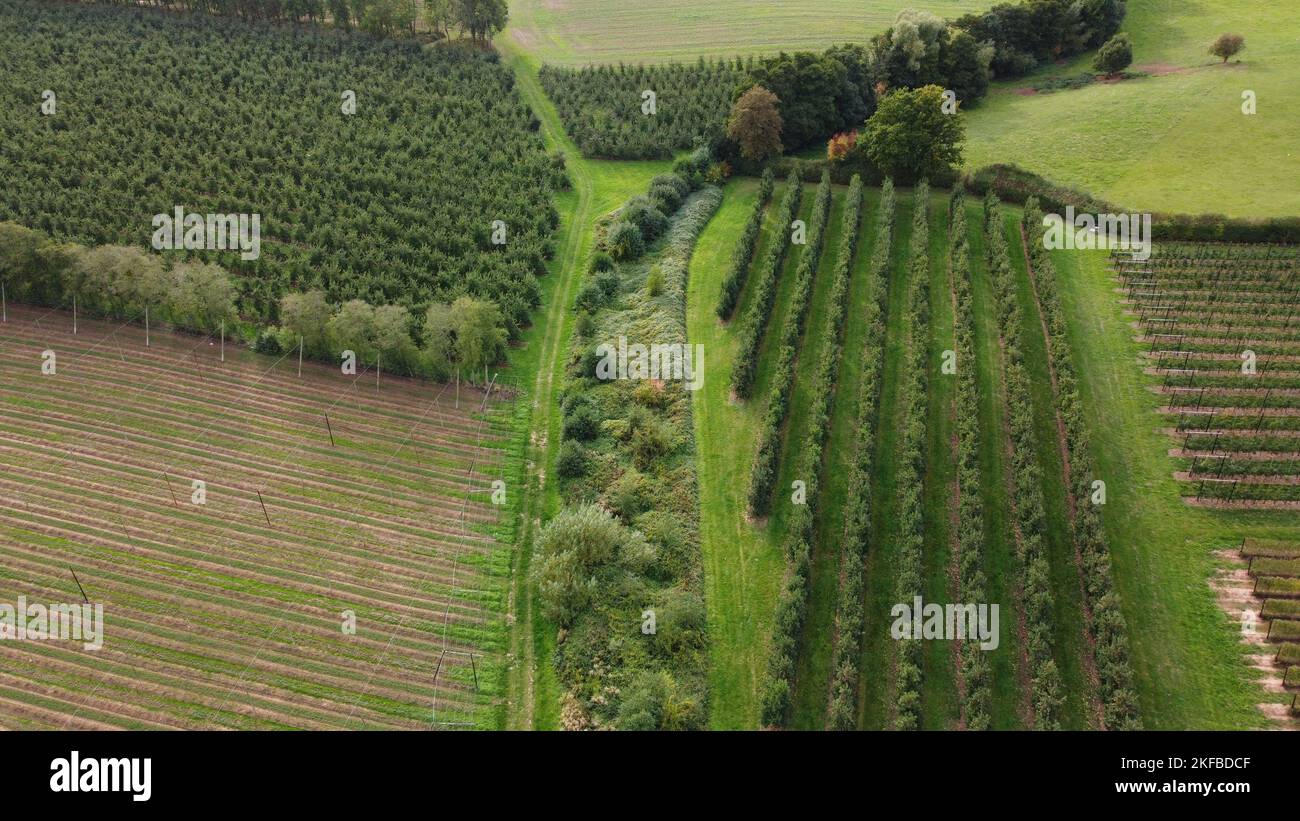 Aerial view of apple orchard Stock Photo - Alamy