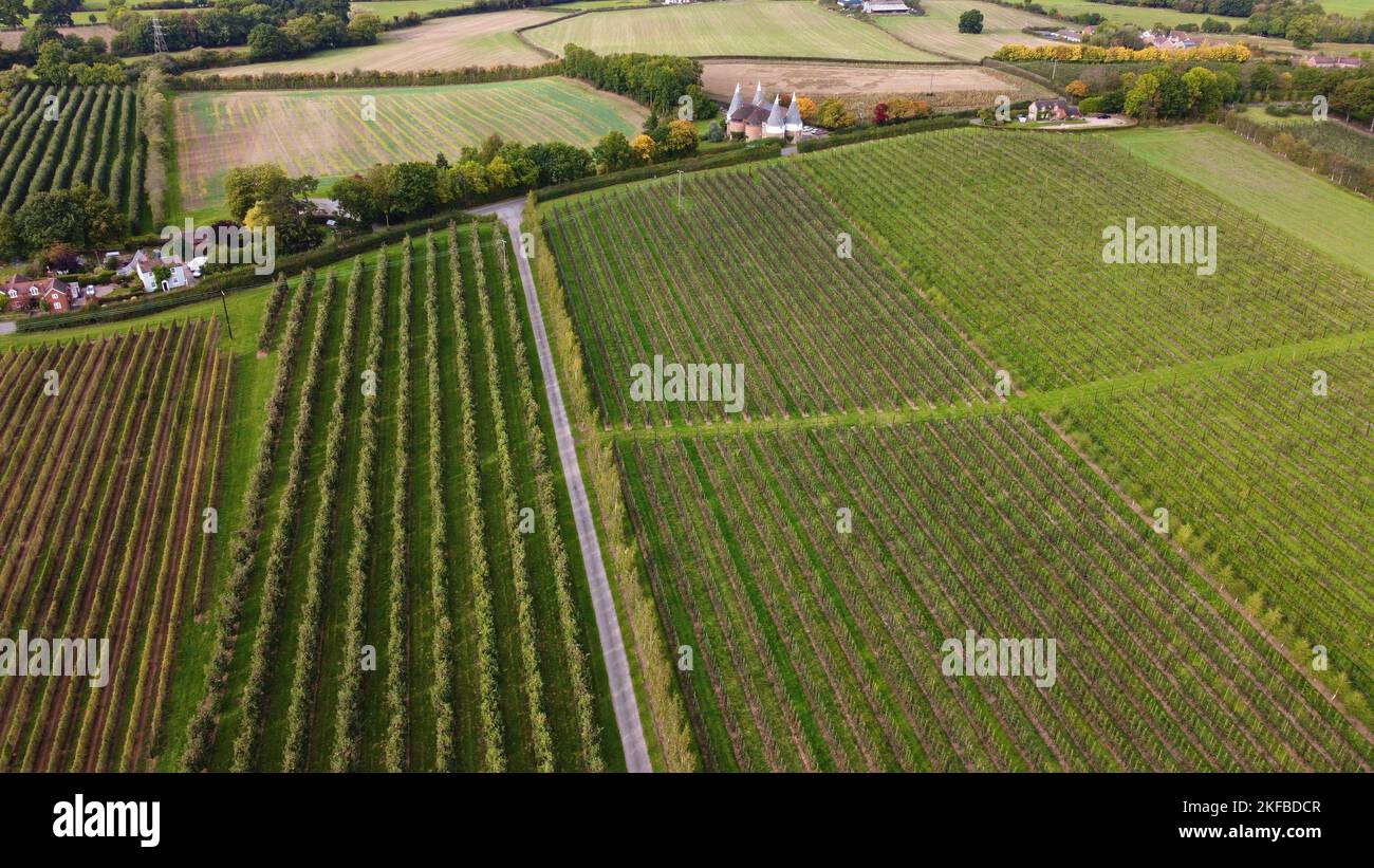Aerial view of apple orchard Stock Photo - Alamy