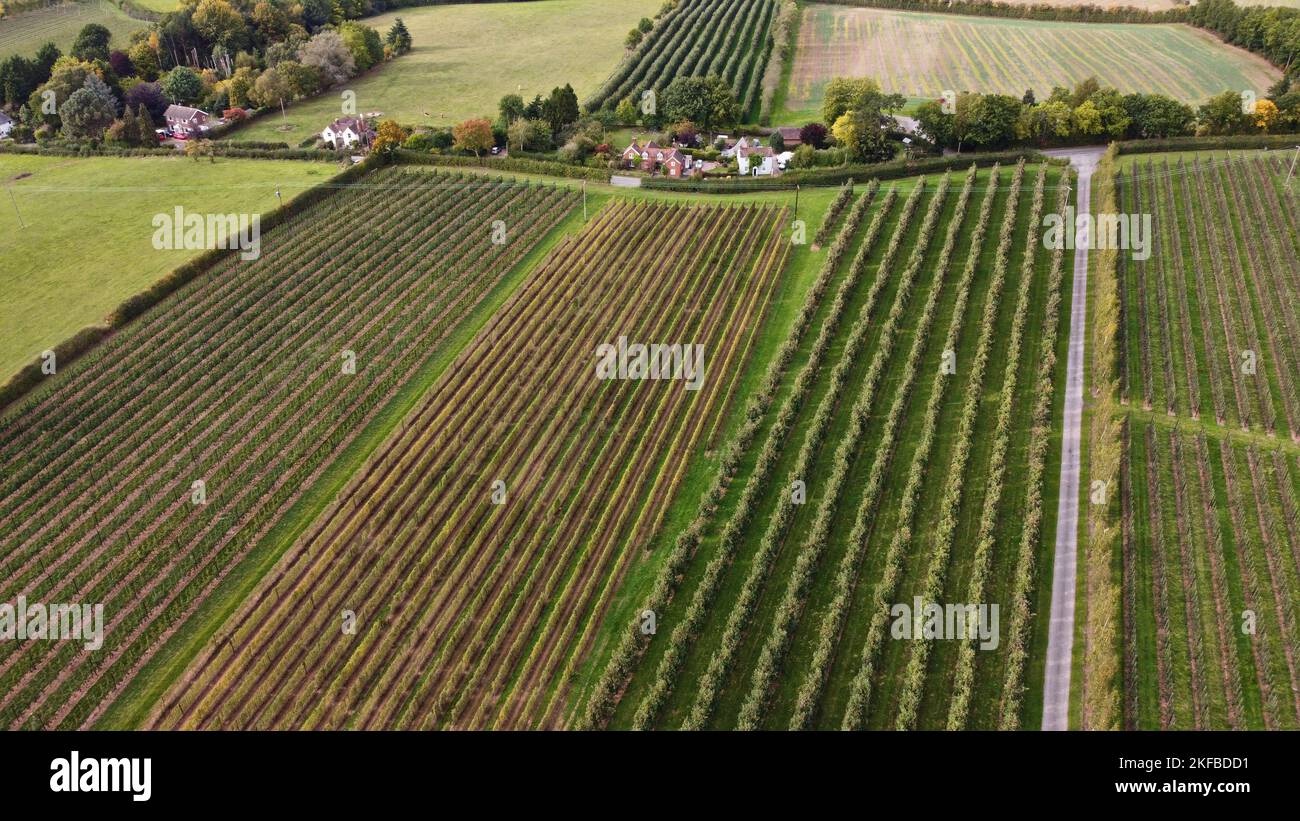 Aerial view of apple orchard Stock Photo - Alamy